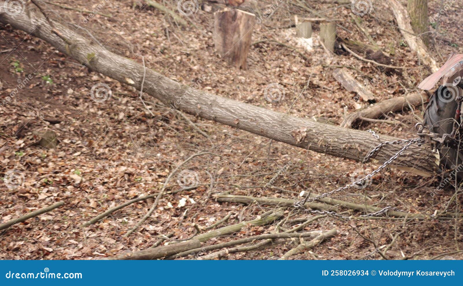 Logging Tractor on Forest Road. Pulling Tree Trunk with Truck. Tractor ...