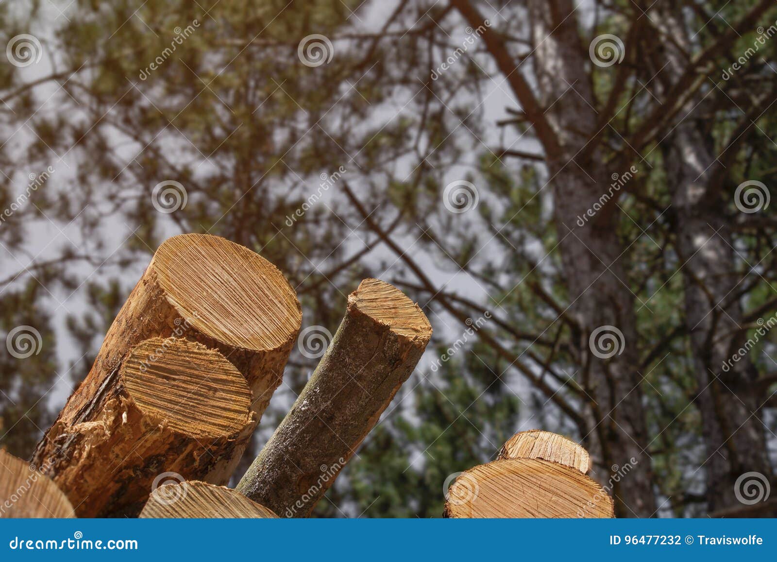 Logging Tree Stump Grain Textures Stock Photo - Image of woods, acres ...