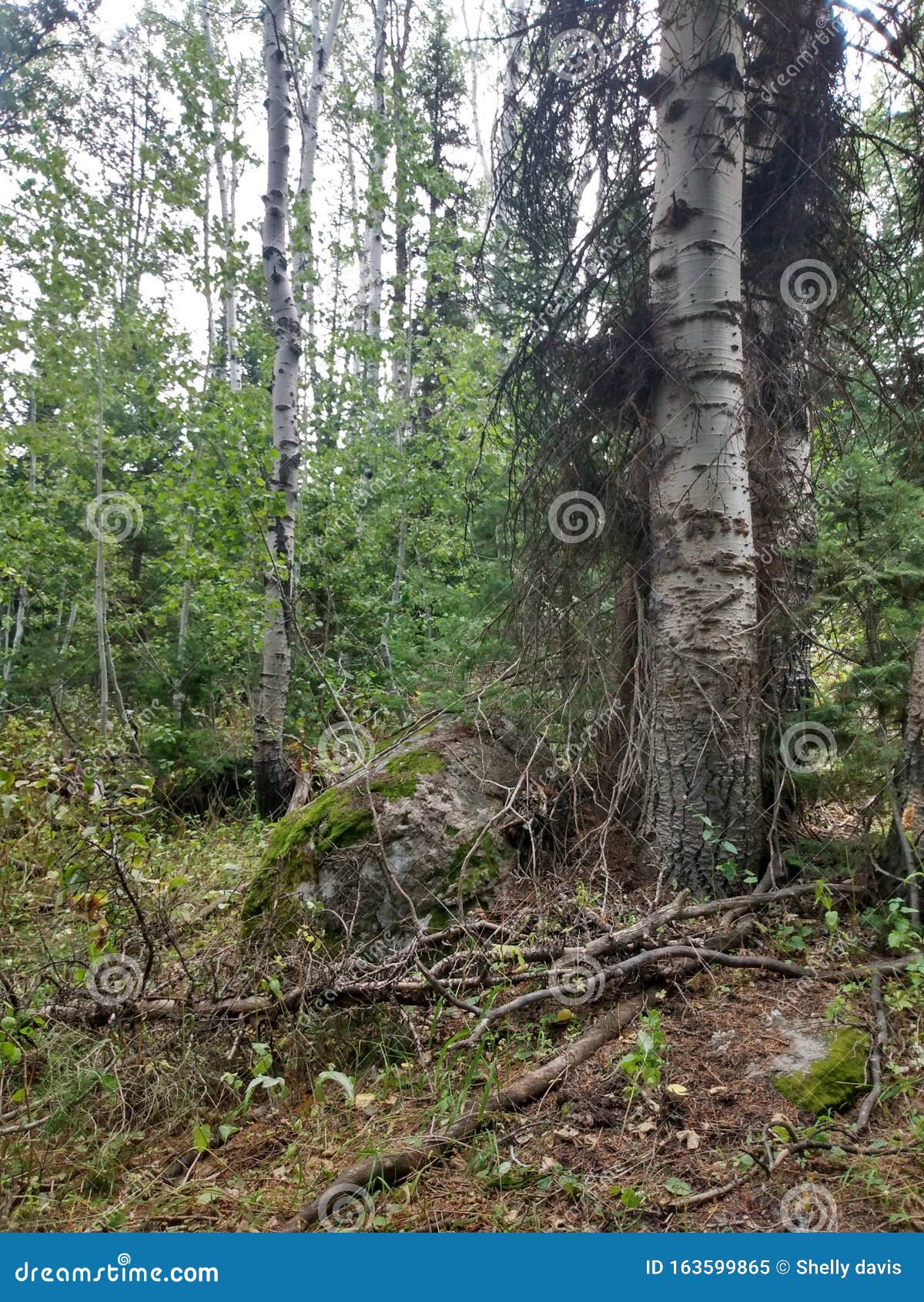 Logging trees forest stock image. Image of trees, firewood - 163599865