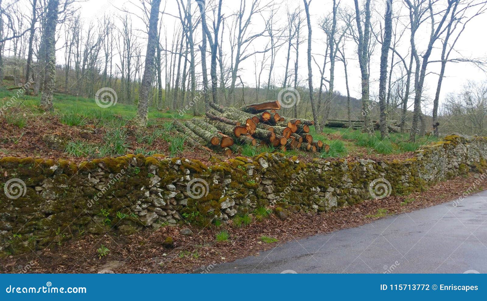 Logging of Trees in an Oak Forest Stock Photo - Image of timber ...