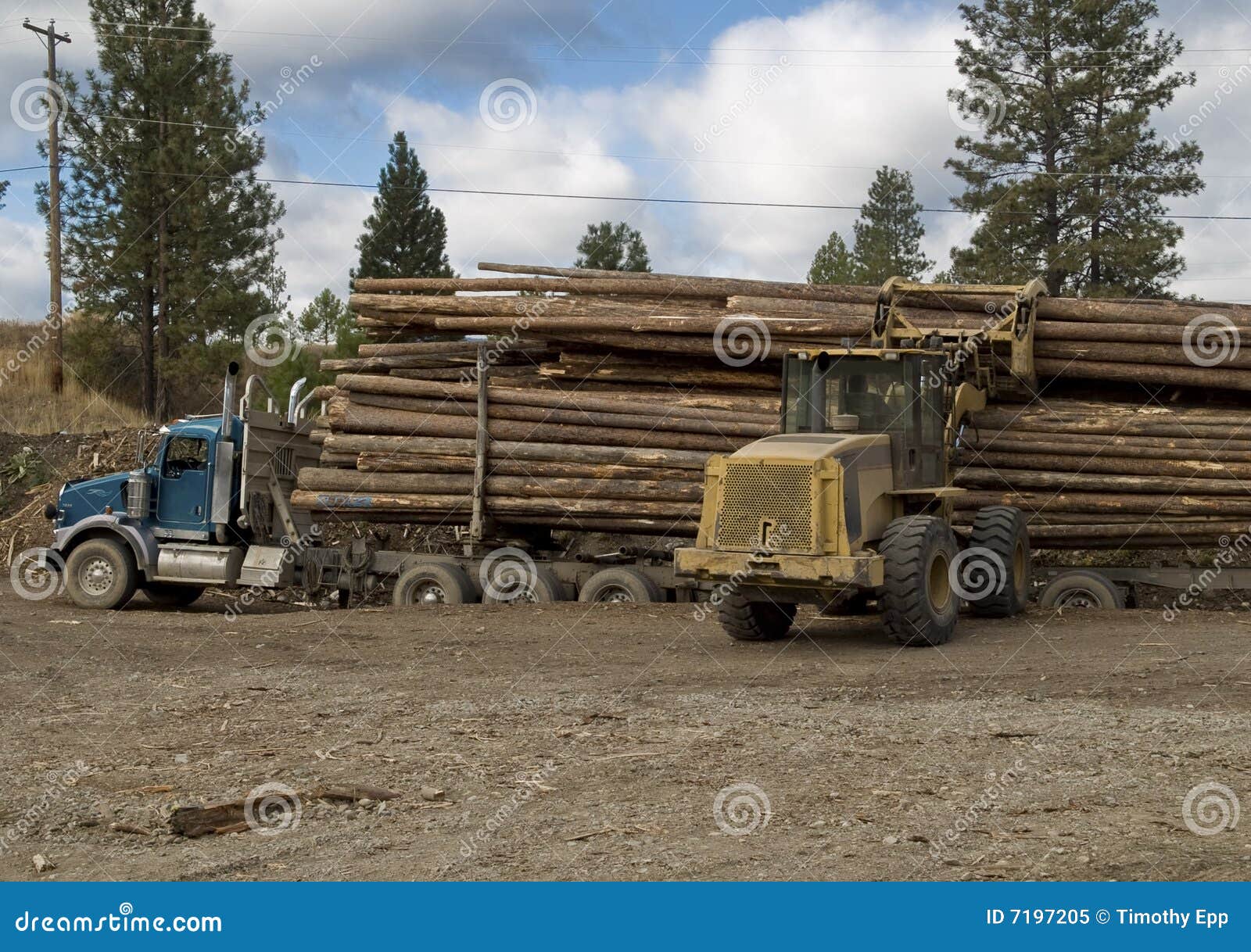 Logging Truck Being Unloaded Stock Image - Image of softwood, lumber ...
