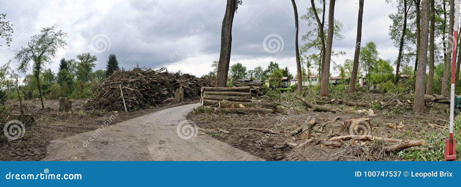 Area of logging stock image. Image of tree, lumberyard - 100747537