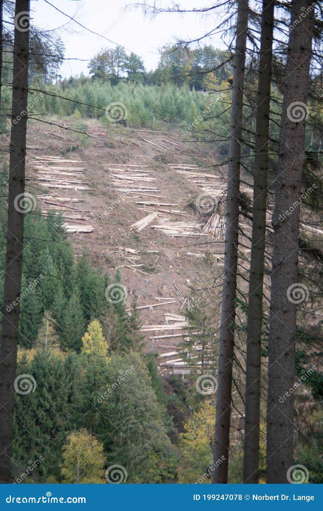 Logging work in the forest stock photo. Image of environment - 199247078