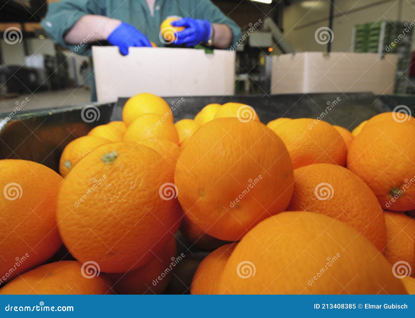Logistics and Packaging of Oranges Stock Image - Image of nutrition ...