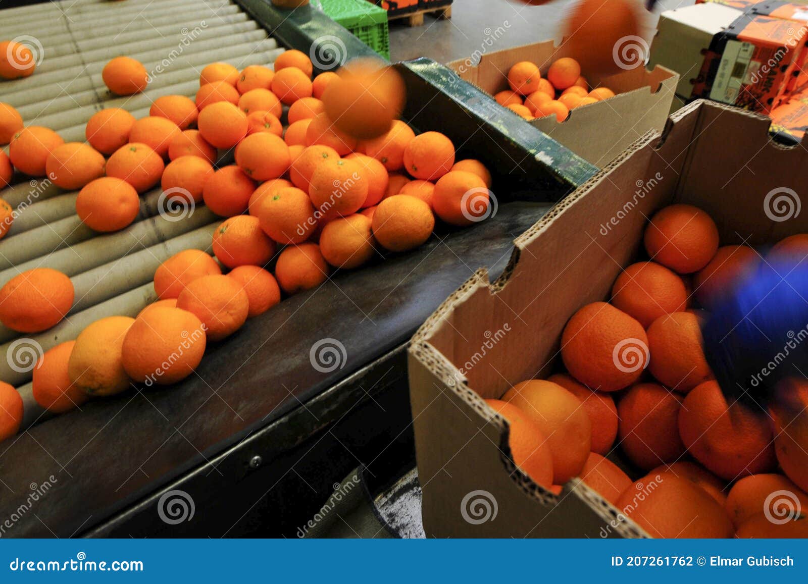 Logistics and Packaging of Oranges Stock Photo - Image of cultivation ...
