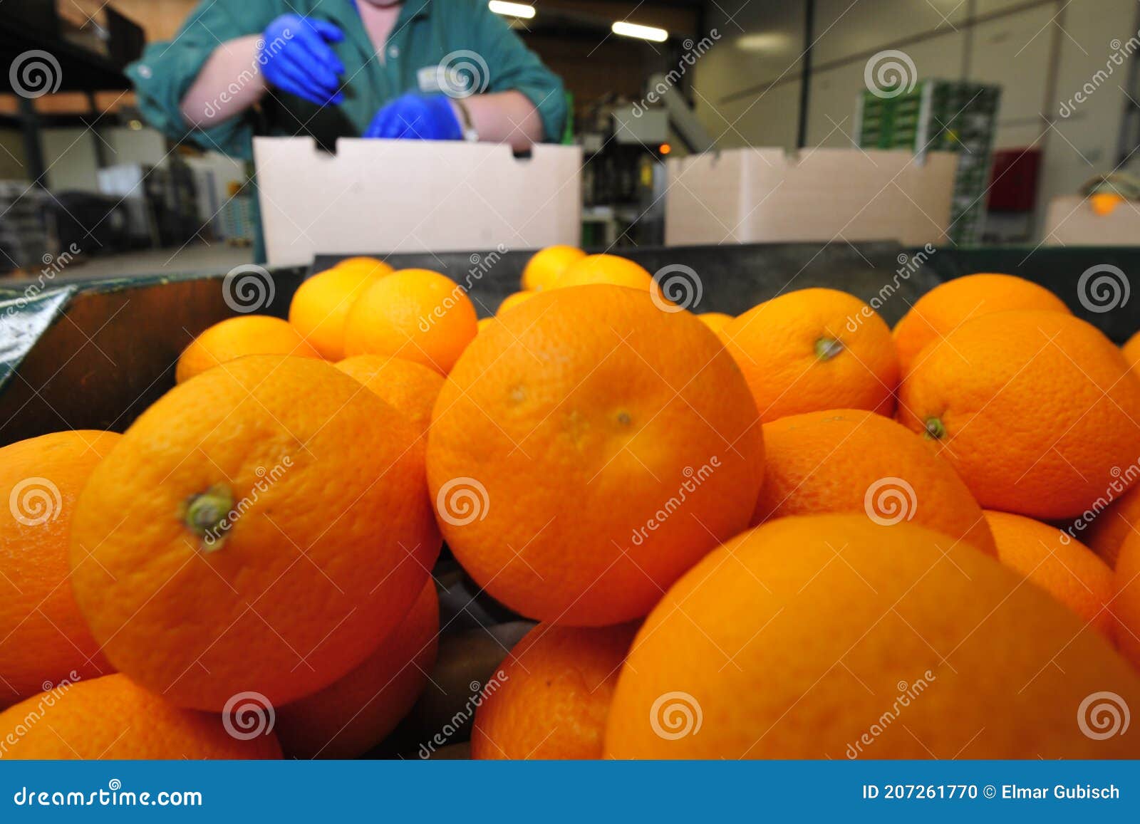 Logistics and Packaging of Oranges Stock Photo - Image of botany ...