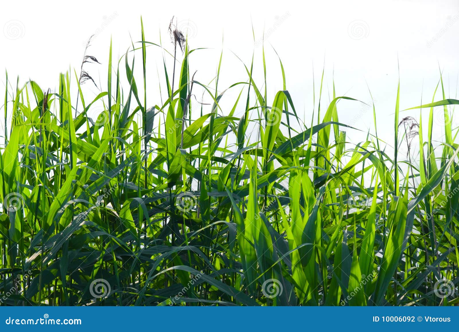 16,610 Bog Green Grass Stock Photos - Free & Royalty-Free Stock Photos ...