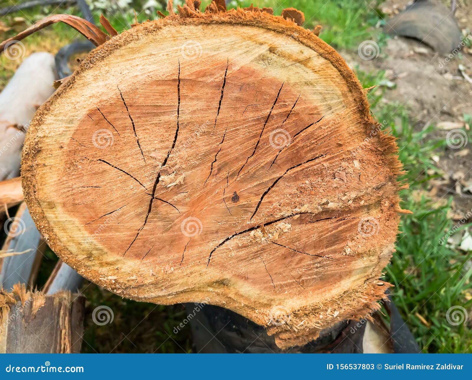 Tree log cut texture stock image. Image of backdrop - 156537803