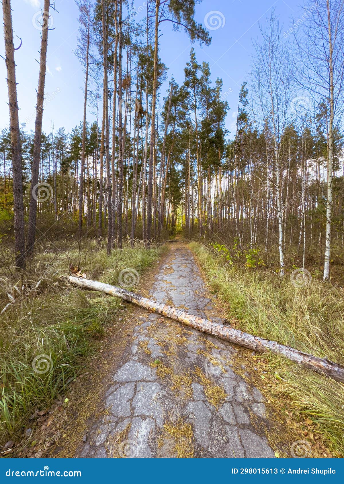 Logs As Obstacles on the Road in the Forest Stock Image - Image of wild ...