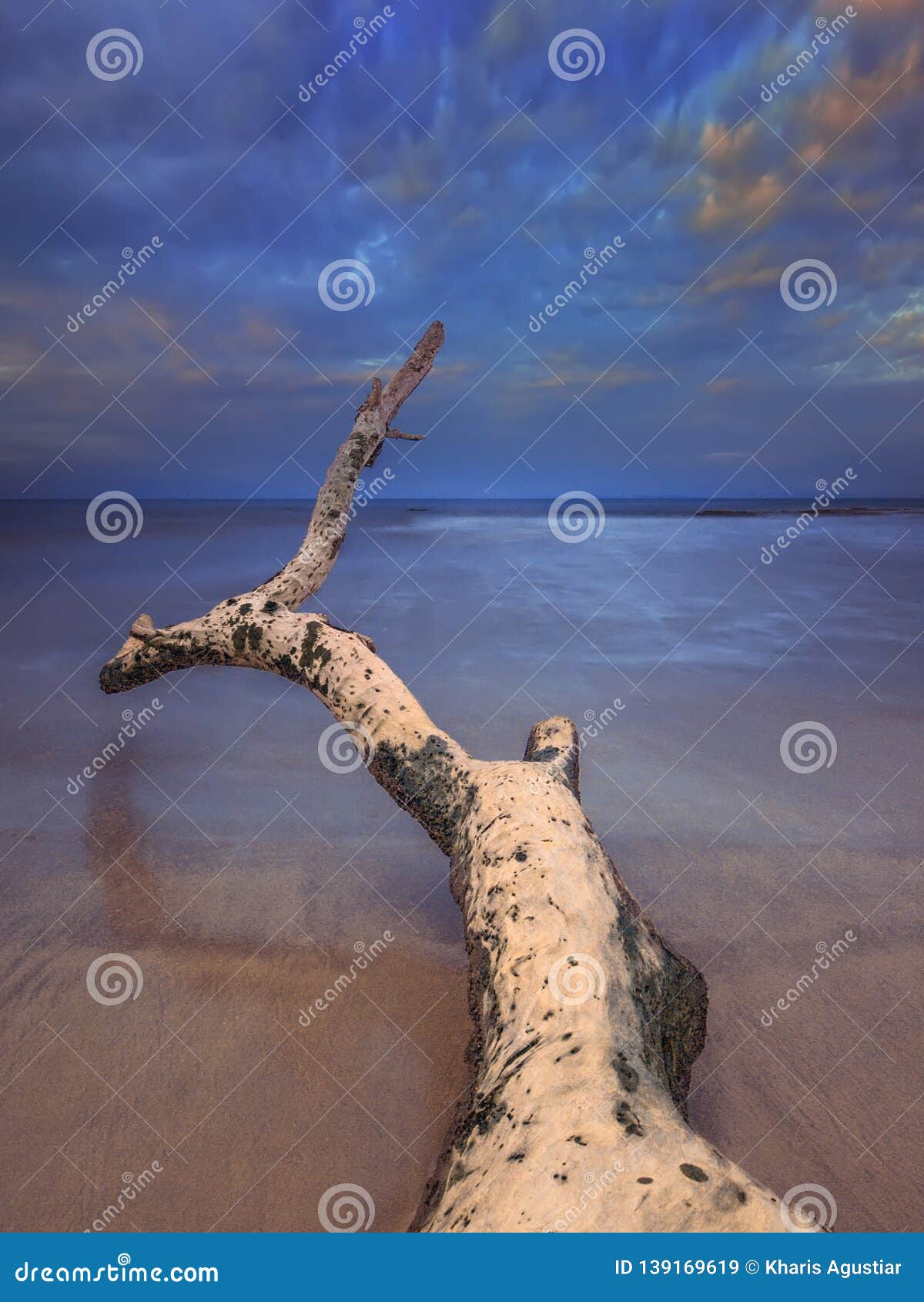 Logs beach stock image. Image of logs, beach, wood, ocean - 139169619