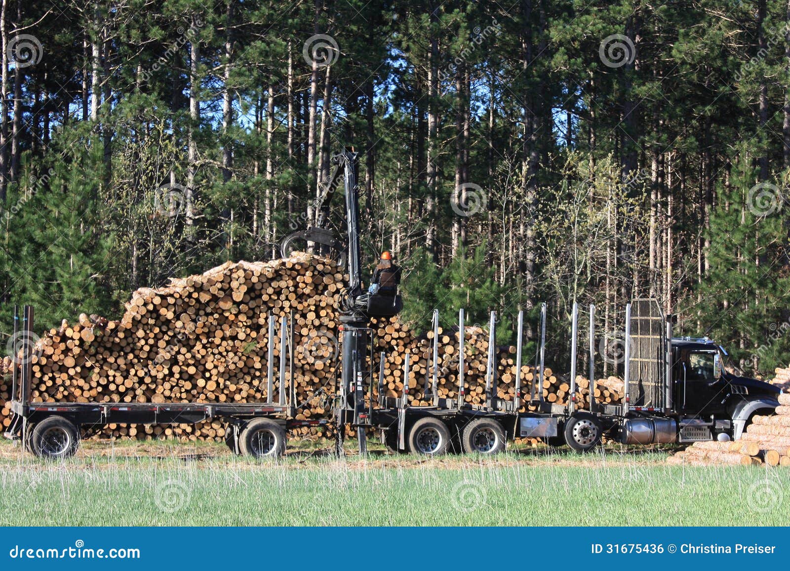 Logs Being Loaded for Transfer Stock Photo - Image of agriculture ...
