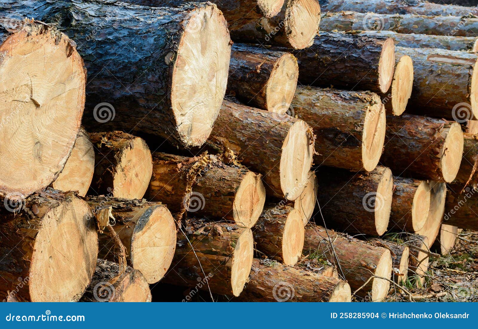 Logs. Billet.Felled Trees, Side View Stock Photo - Image of bark ...