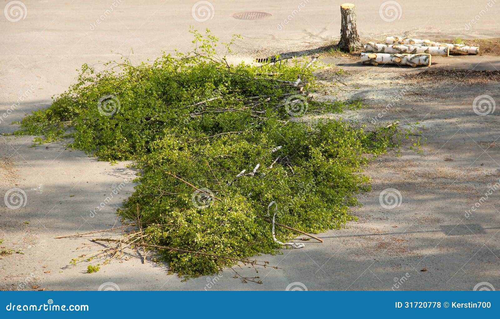 Logs and Branches from Birch Tree Stock Photo - Image of green, branch ...