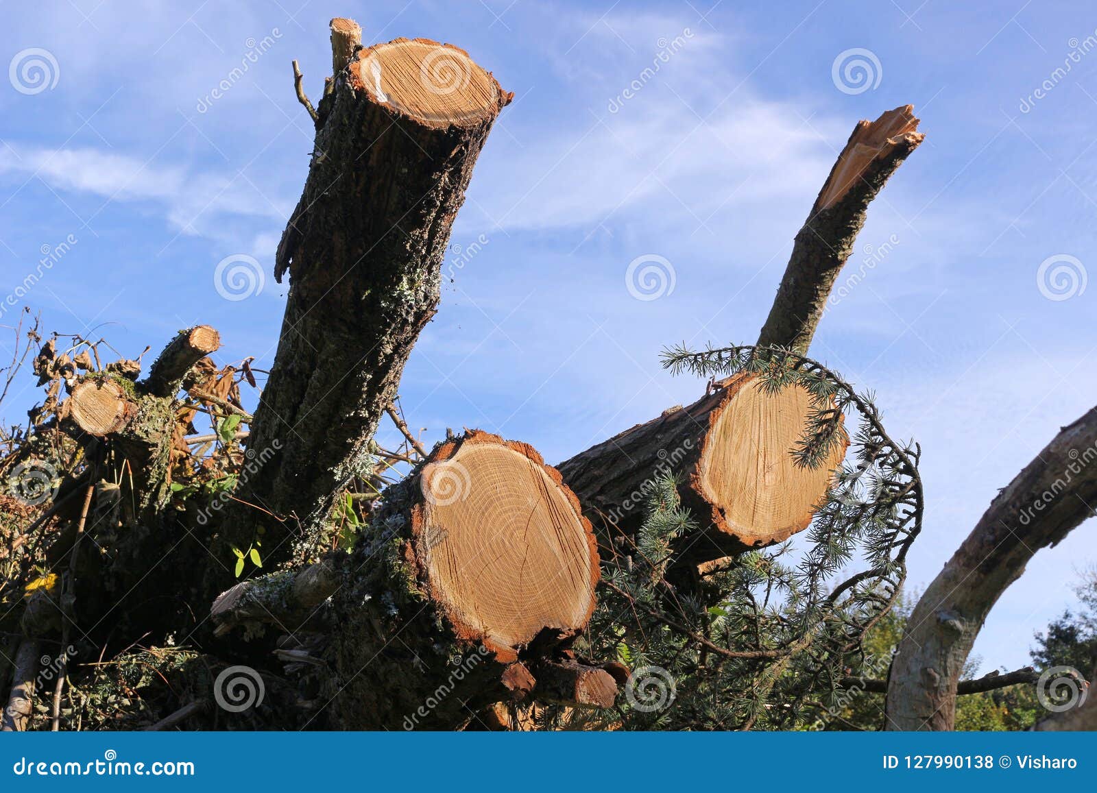 Logs and Branches stock photo. Image of background, deforestation ...