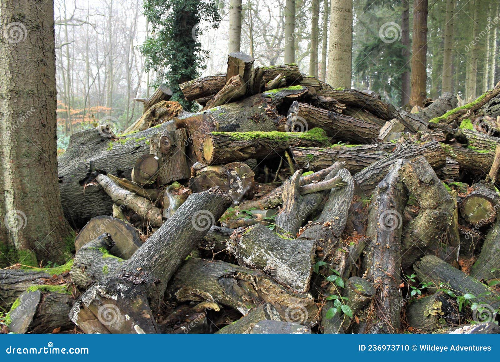 Logs | Chopped Logs stock photo. Image of trees, cuttrees - 236973710