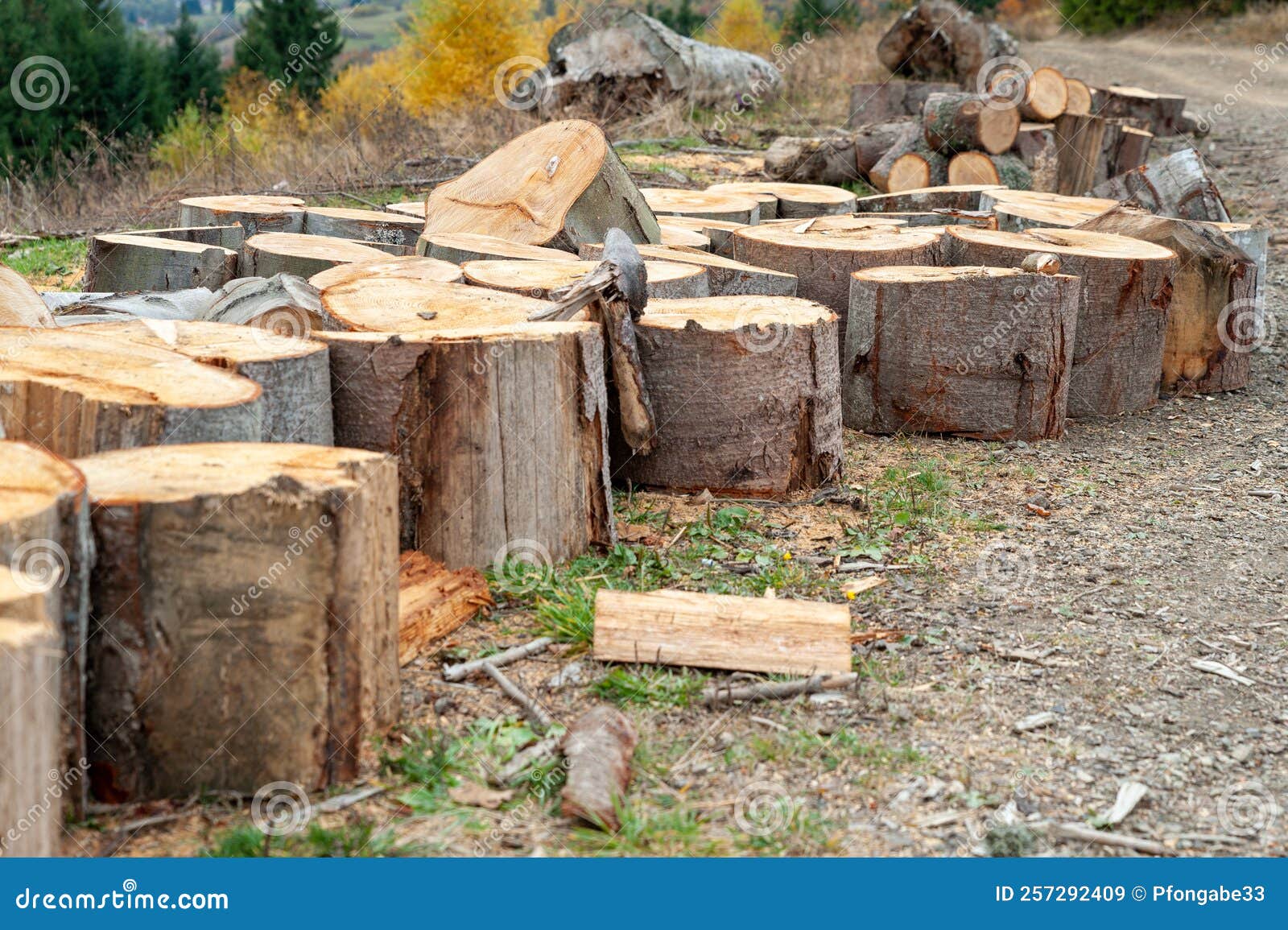 Logs of Chopped Trees Lying Stock Image - Image of resource, industry ...