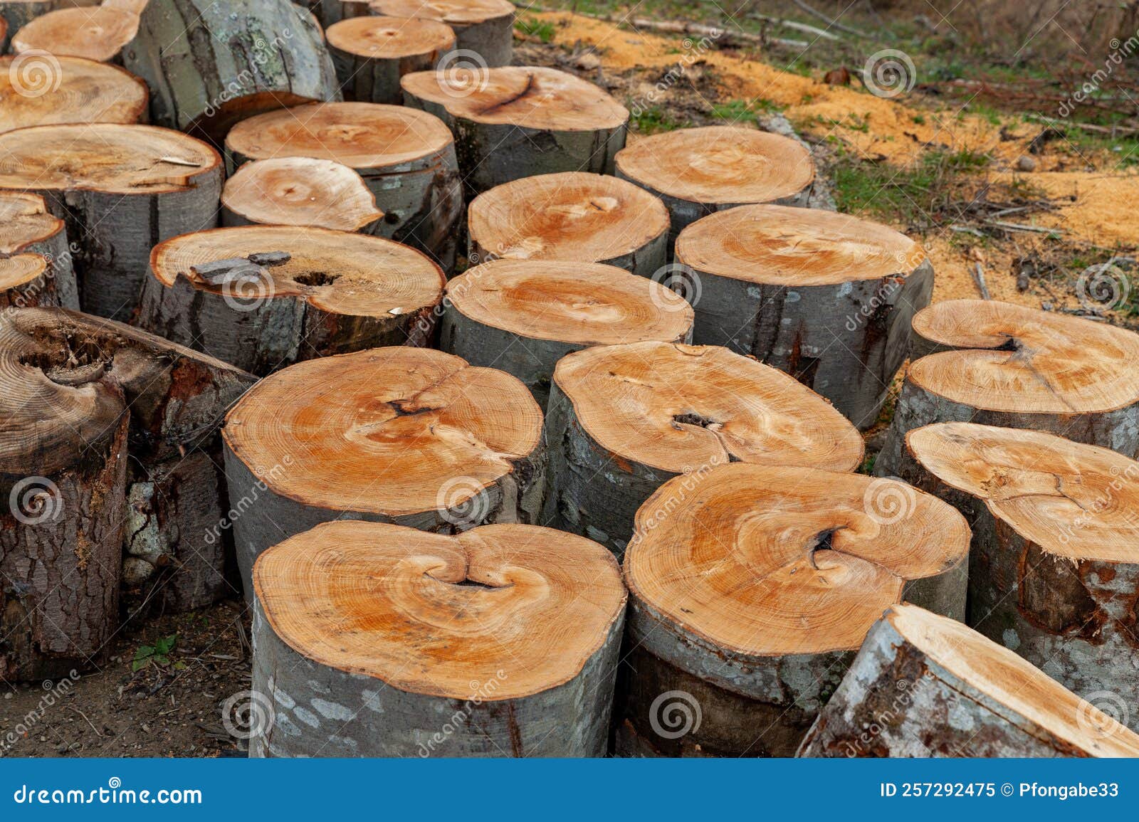 Logs of Chopped Trees Lying Stock Image - Image of renewable, logging ...