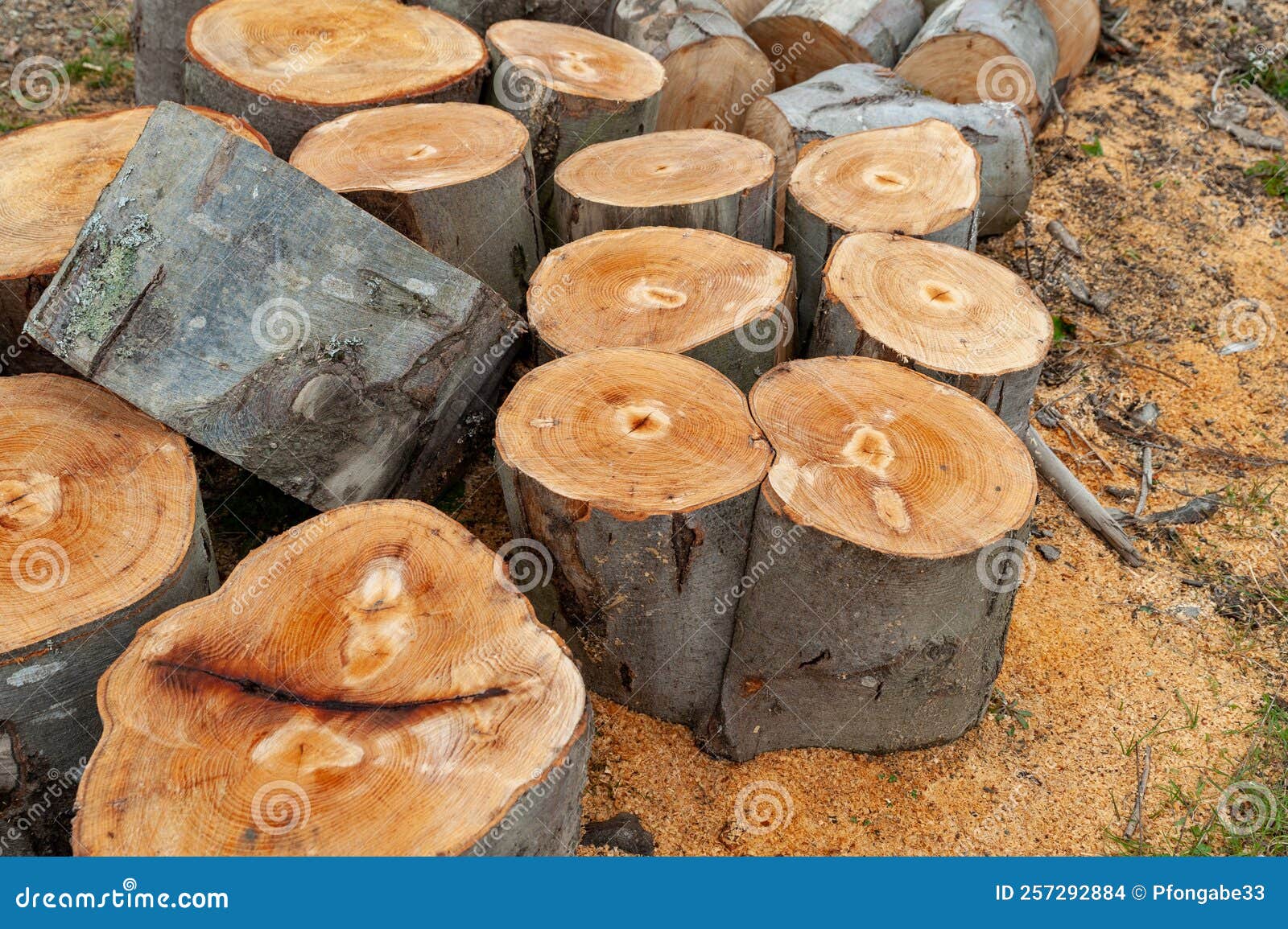 Chopped Trees Stock Photo | CartoonDealer.com #4491534