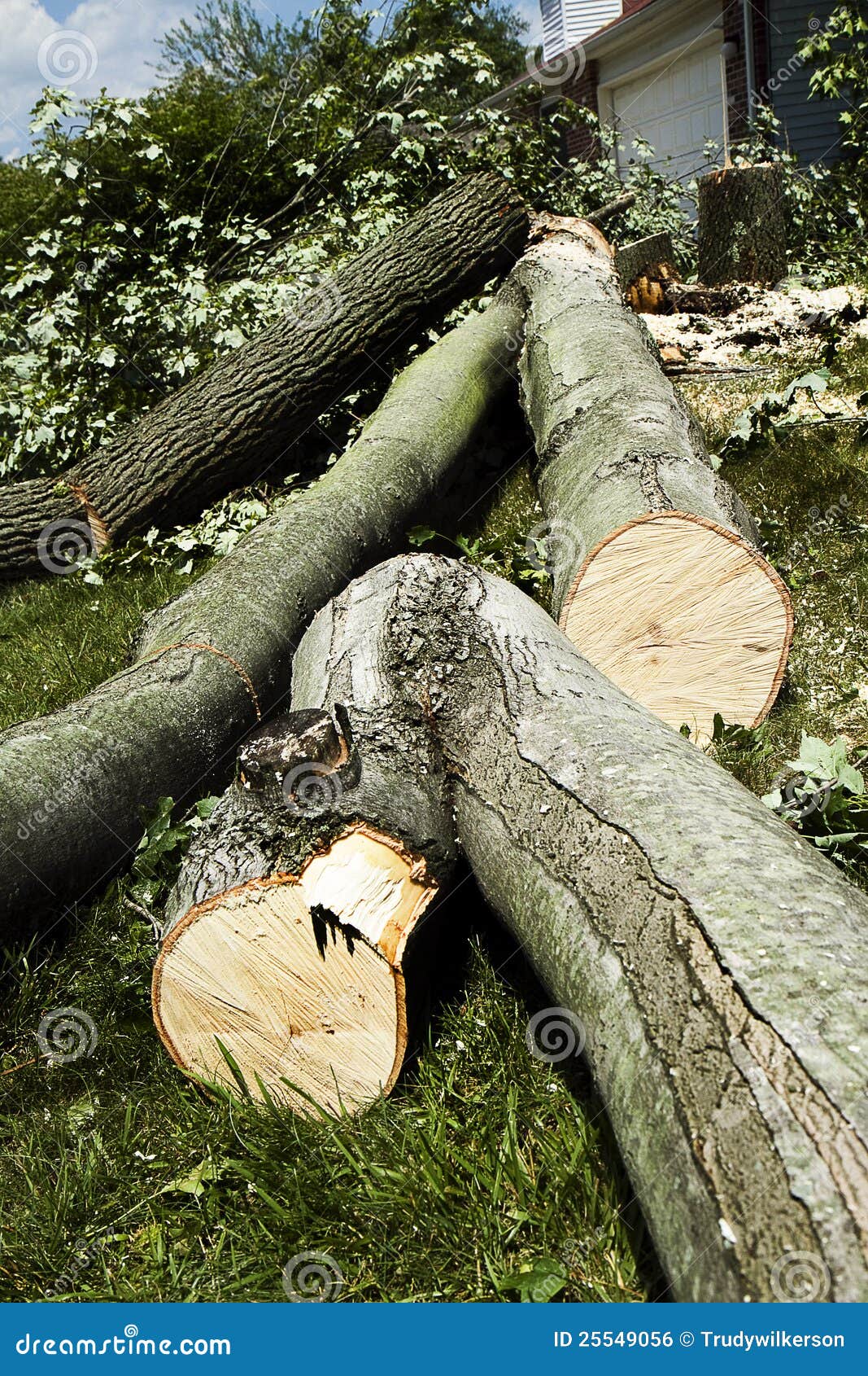 Logs Cut from Fallen Tree stock photo. Image of firewood - 25549056