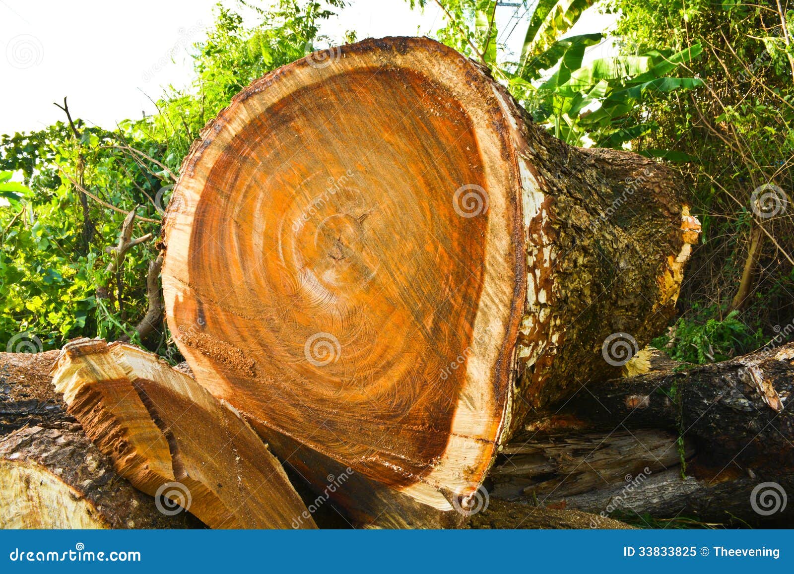 Logs cut from trees stock image. Image of round, brown - 33833825