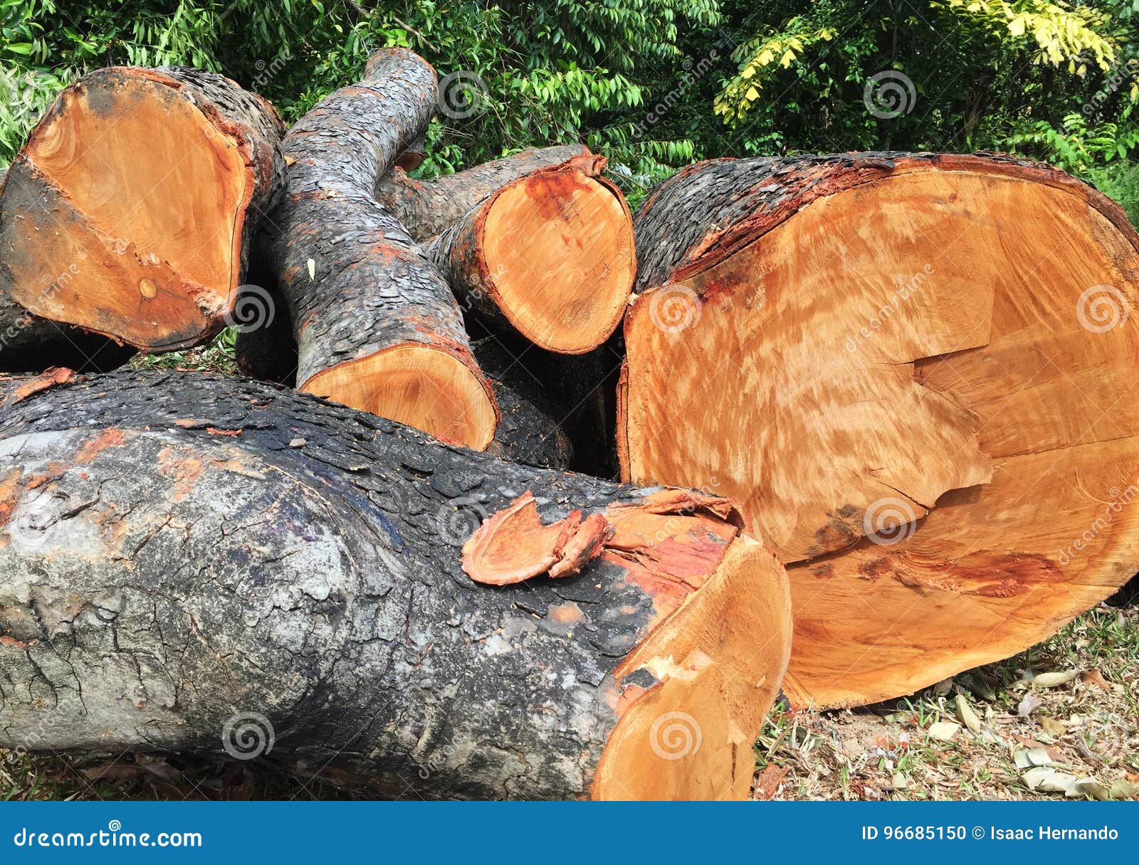 Logs of Deforested Trees stock photo. Image of wooden - 96685150