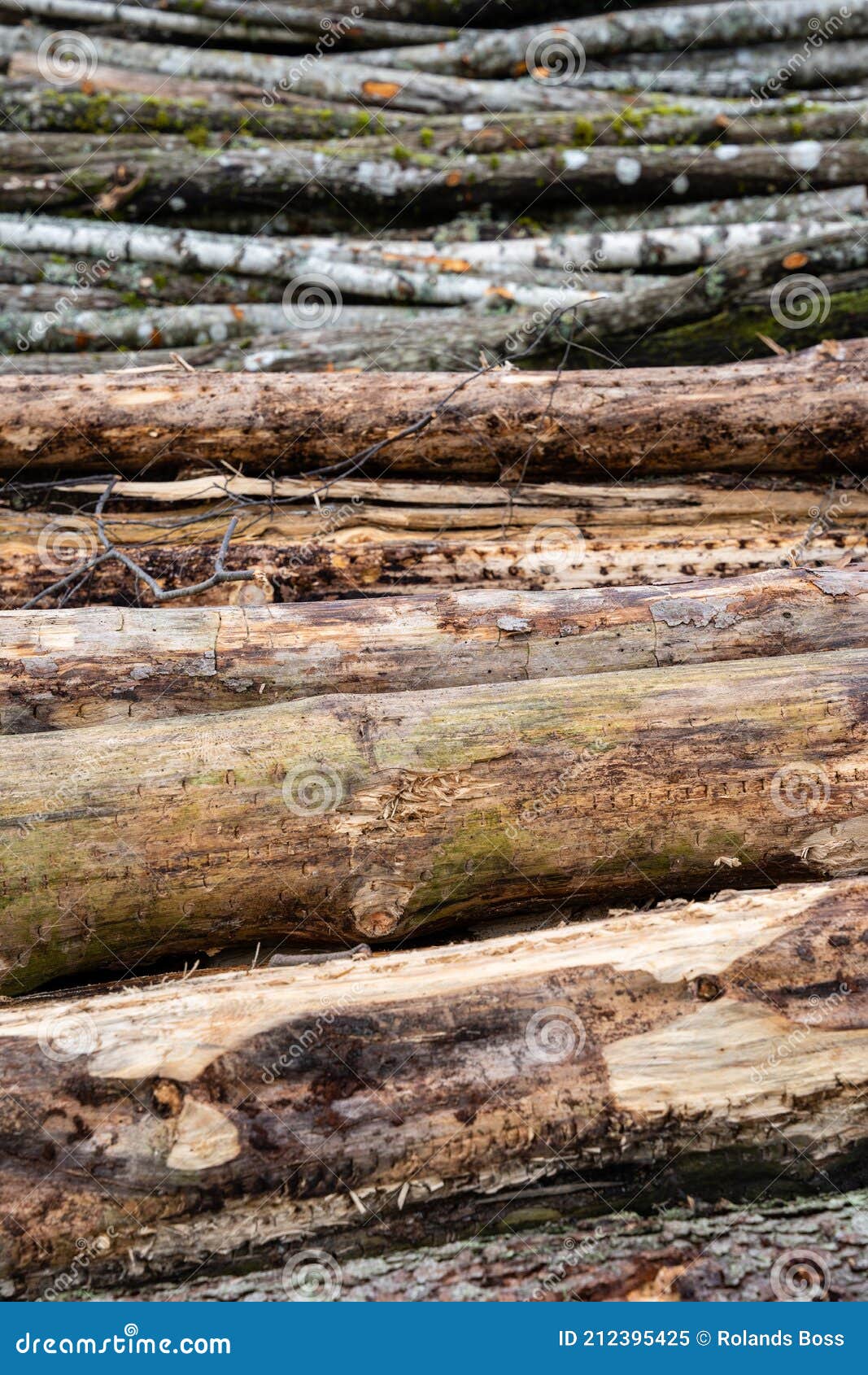Logs of Different Trees Stacked in One Pile Form Horizontal Lines Stock ...