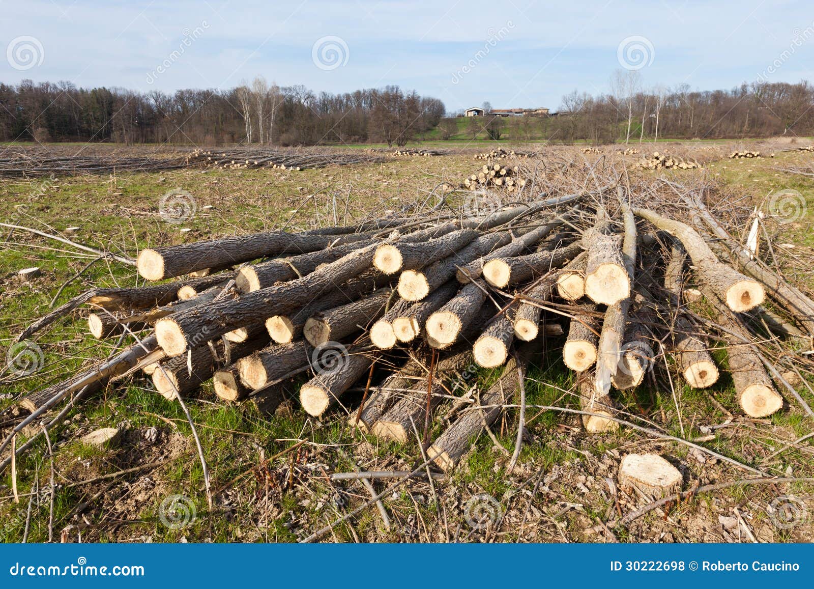 Freshly peeled logs stock photo. Image of branches, logs - 30222698