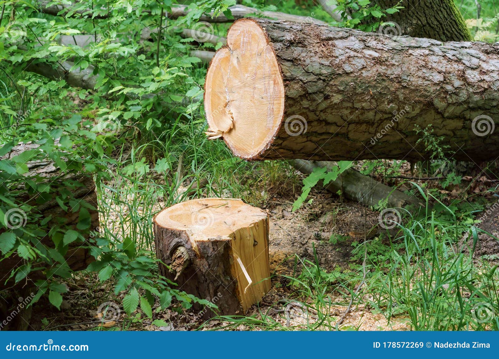 Logs from Felled Tree Trunks, Felled Trees in a Stack Stock Image ...