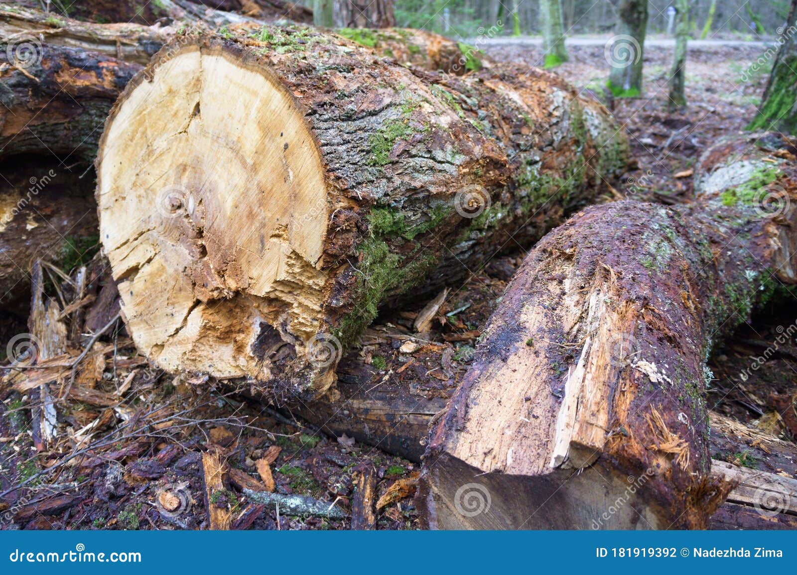Logs from Felled Tree Trunks, Felled Trees in a Stack Stock Photo ...