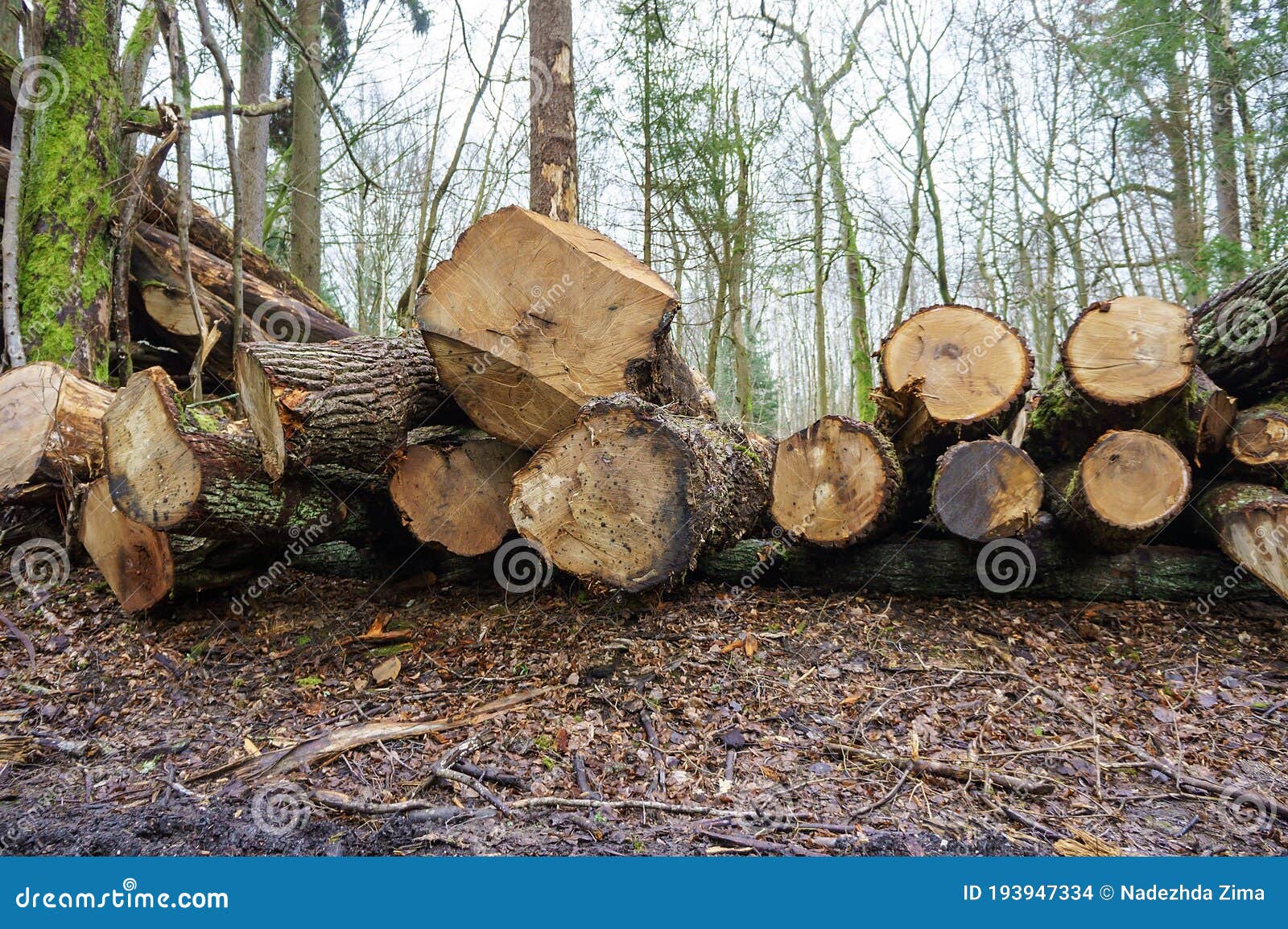 Logs from Felled Tree Trunks, Felled Trees in a Stack Stock Photo ...