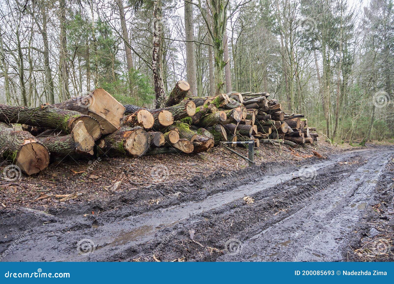 Logs from Felled Tree Trunks, Felled Trees in a Stack Stock Image ...