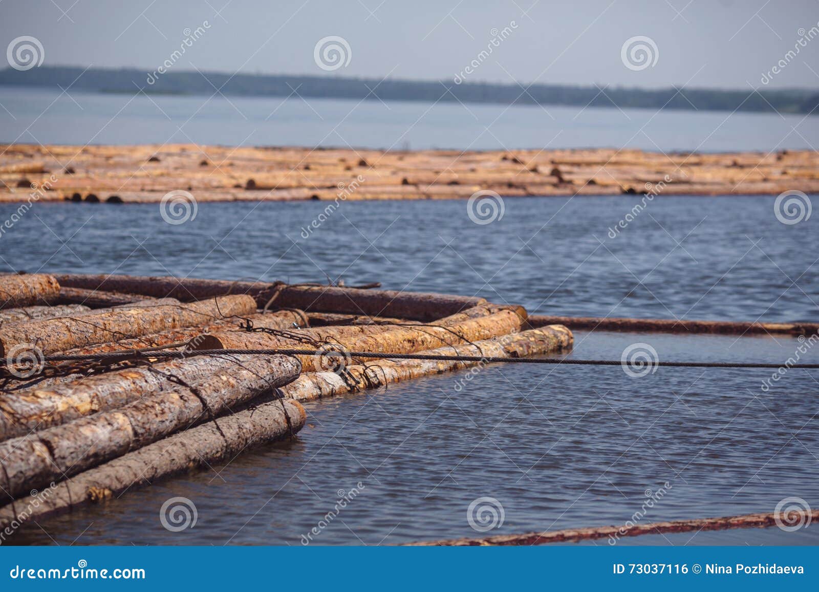 Logs floating on river stock photo. Image of environment - 73037116