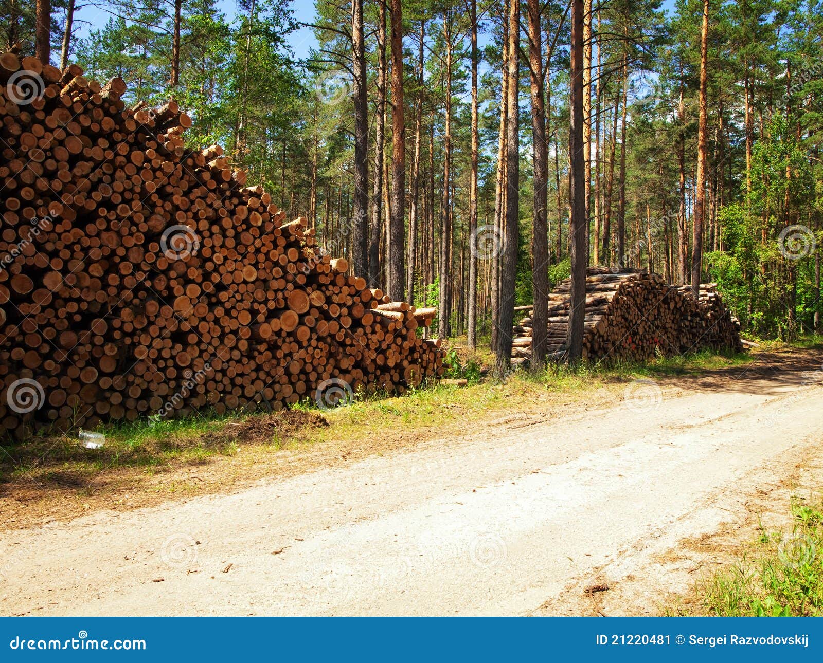 Logs in the forest stock image. Image of stacked, wooden - 21220481