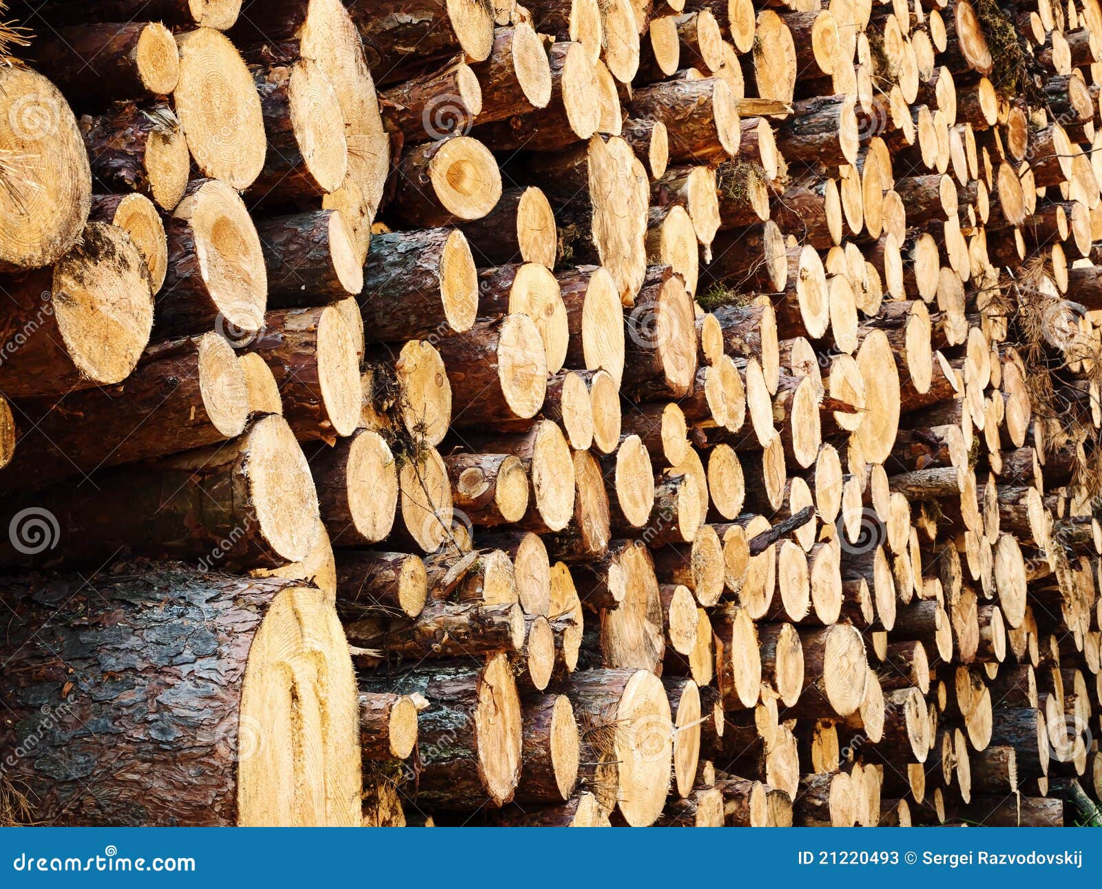 Logs in the forest stock image. Image of balk, heap, forestry - 21220493