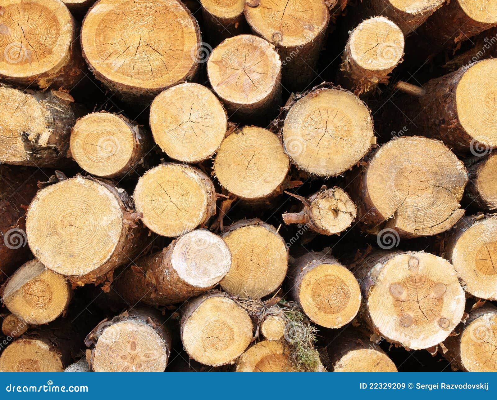 Logs in the forest stock image. Image of ecology, logs - 22329209