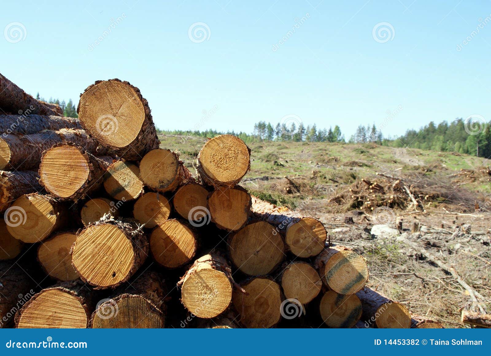 Logs at Forest Clear Cut stock photo. Image of felling - 14453382