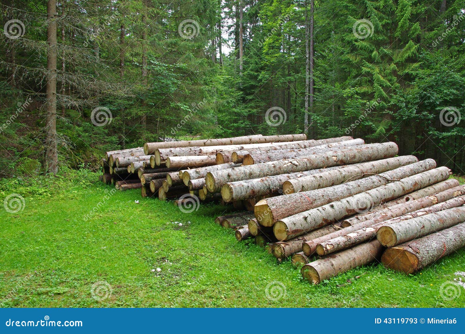 Logs in the forest stock image. Image of forest, fuel - 43119793