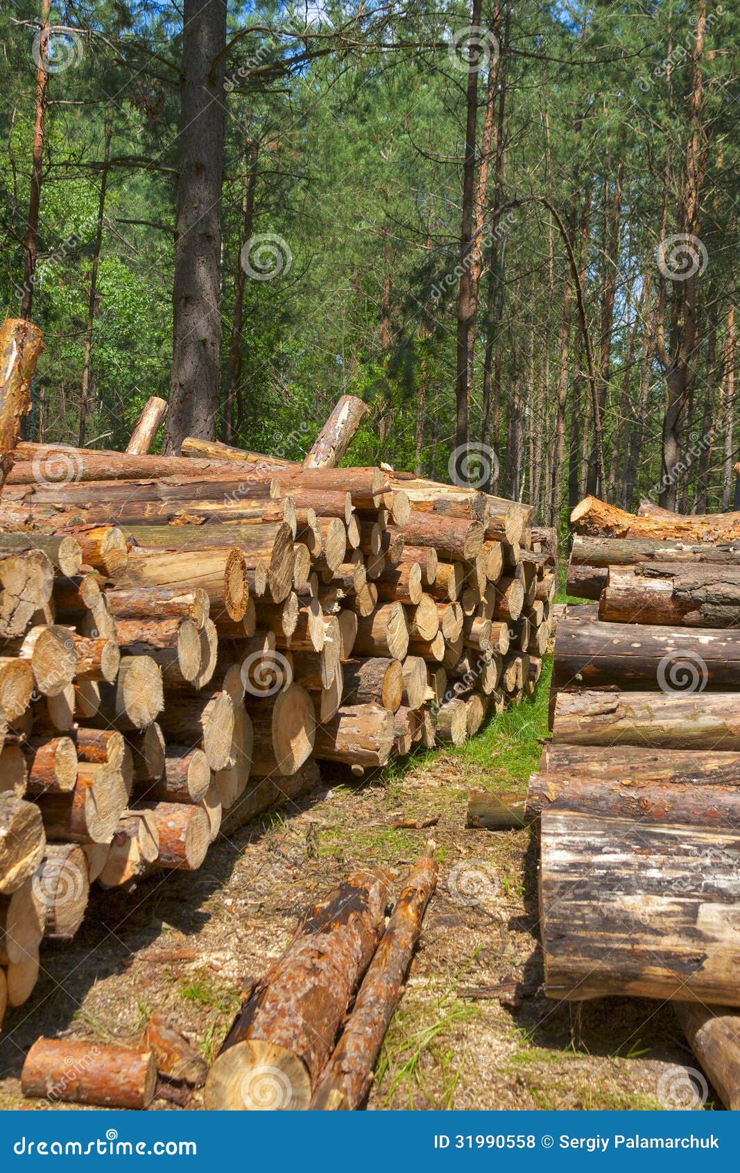 Logs in the forest stock photo. Image of industry, brown - 31990558
