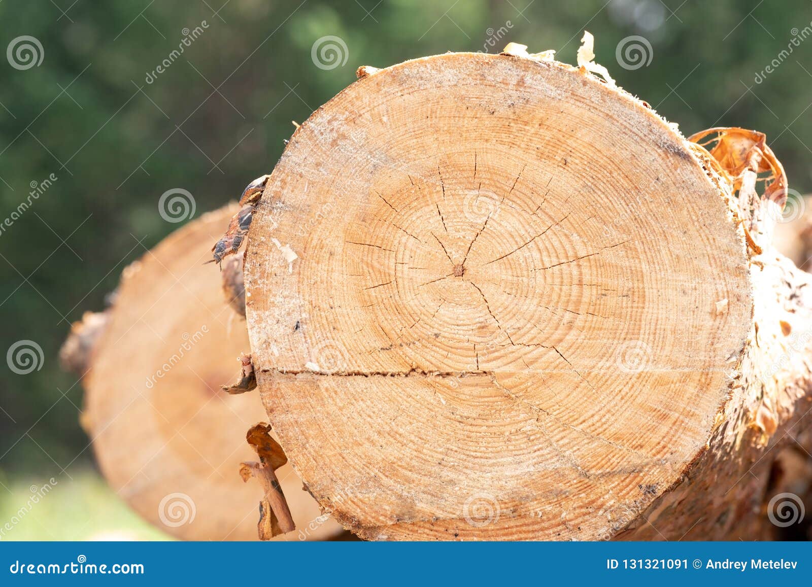 Logs in the Future Receding into the Distance, the Background Forest ...