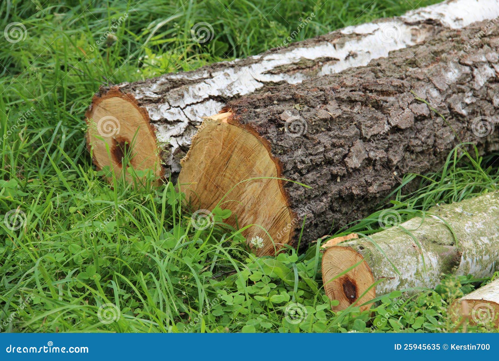 Logs in the grass stock image. Image of pile, logs, pine - 25945635
