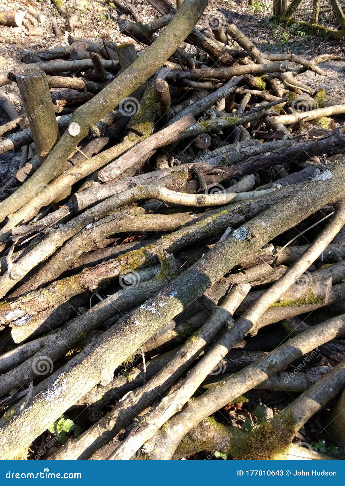 Pile of Small Logs in the Weak Spring Sunlight Stock Image - Image of ...