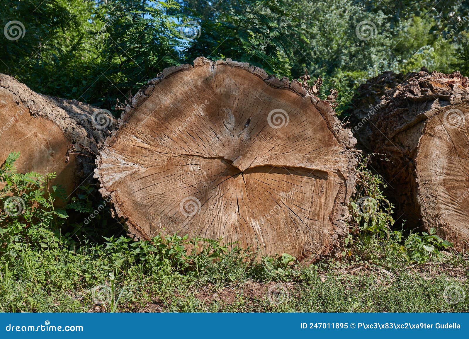 Logs of huge trees stock image. Image of logpile, wooden - 247011895