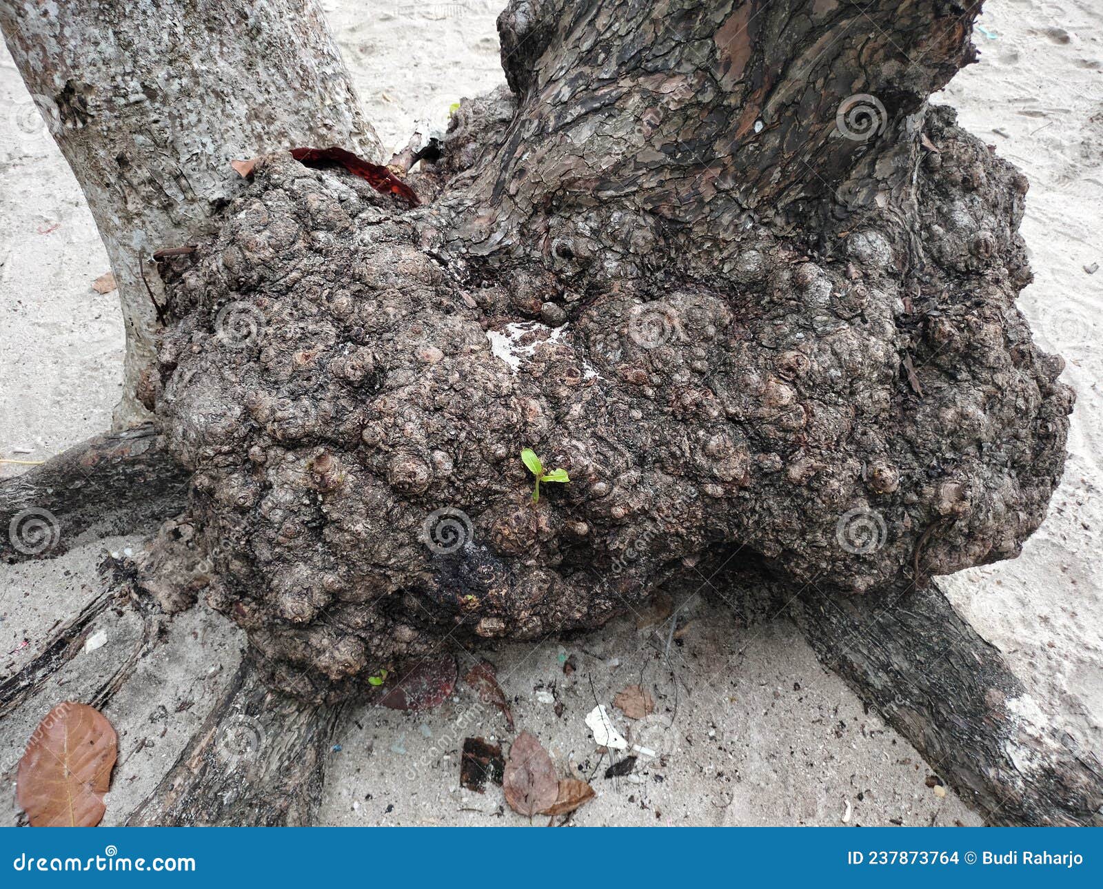 The Logs of the Ketapang Tree are Unique Stock Photo - Image of ...