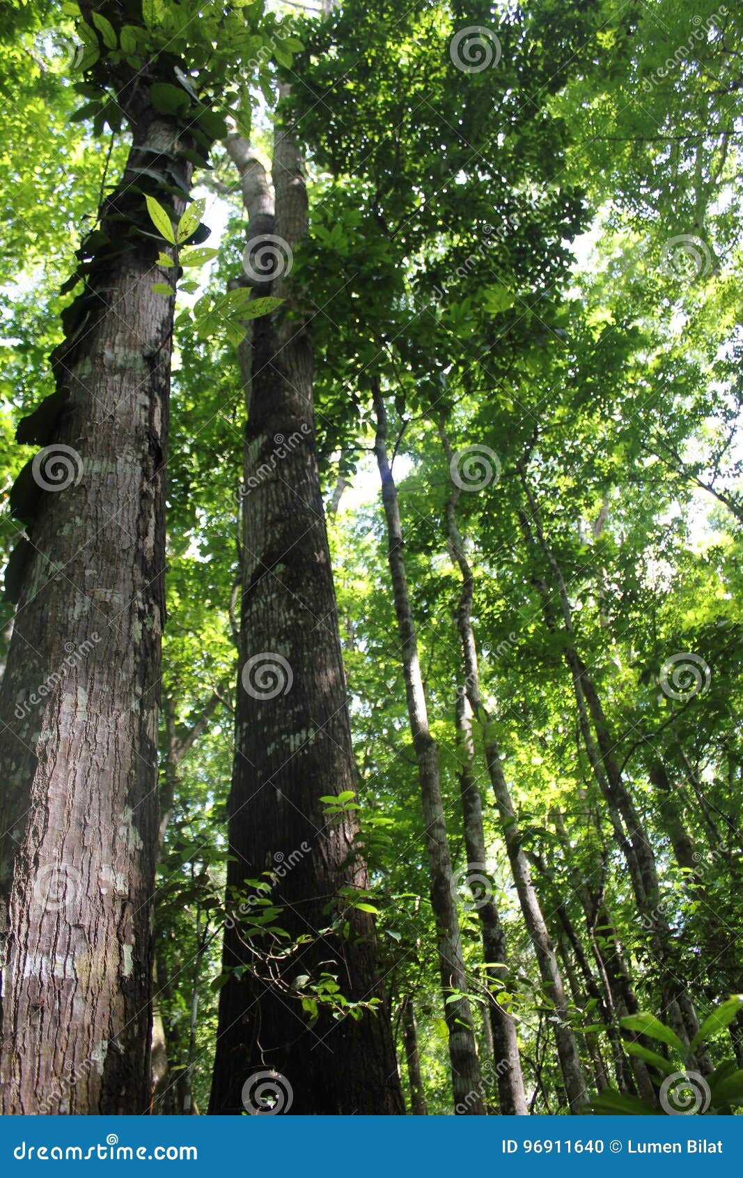 Logs and leaves stock photo. Image of rainforest, forest - 96911640