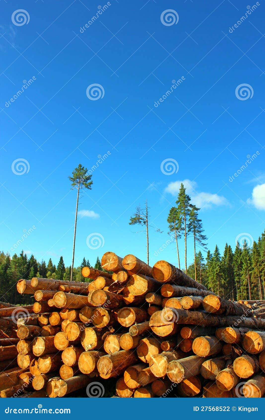Logs in the logging stock photo. Image of logs, wood - 27568522