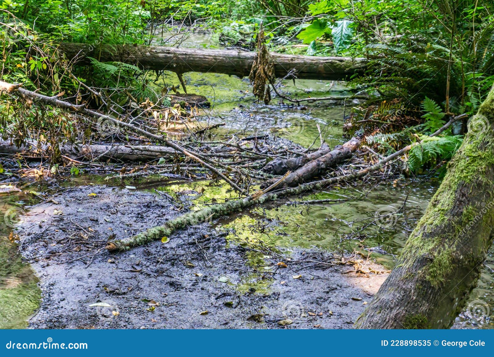Park Stream and Logs stock image. Image of stream, park - 228898535