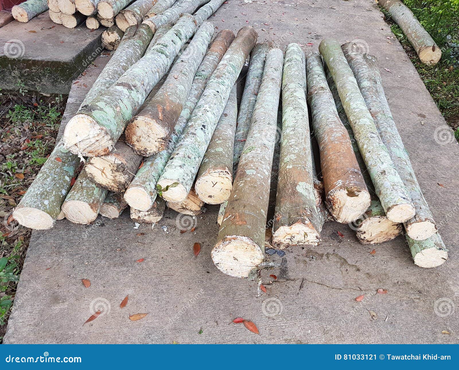 Logs of Para Rubber Tree on the Cement Ground. Stock Image - Image of ...