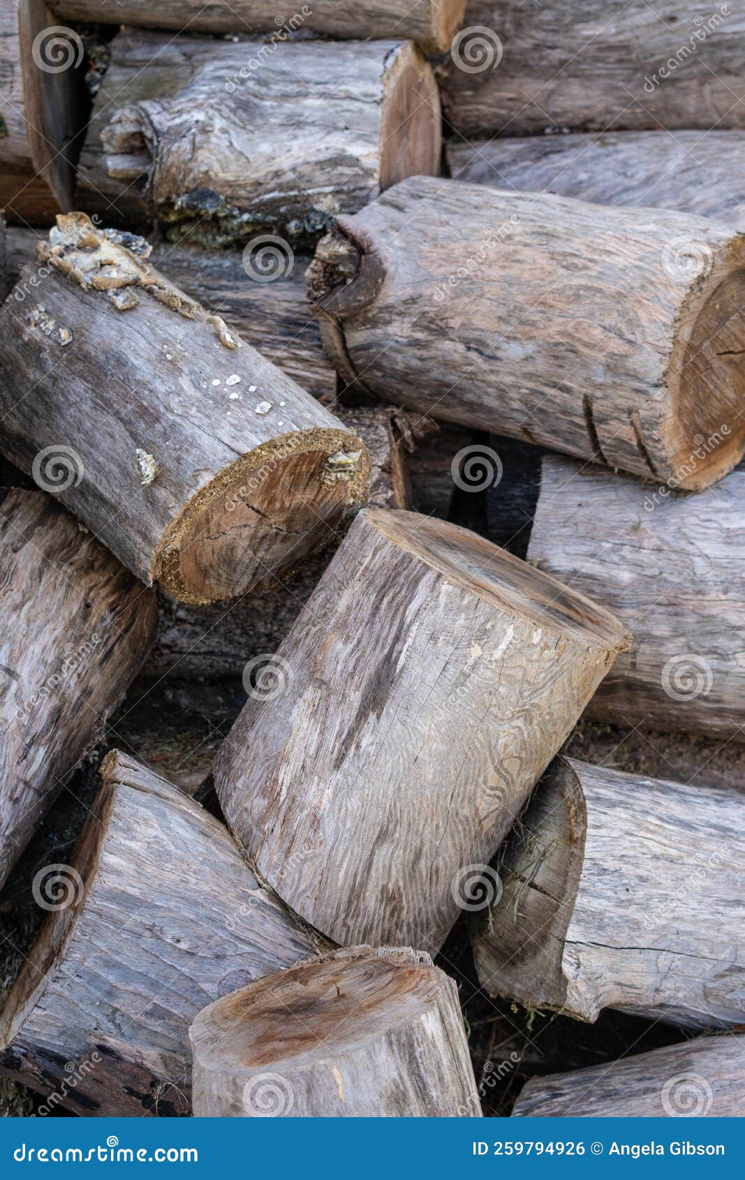 Logs on a Pile stock photo. Image of lumber, selective - 259794926