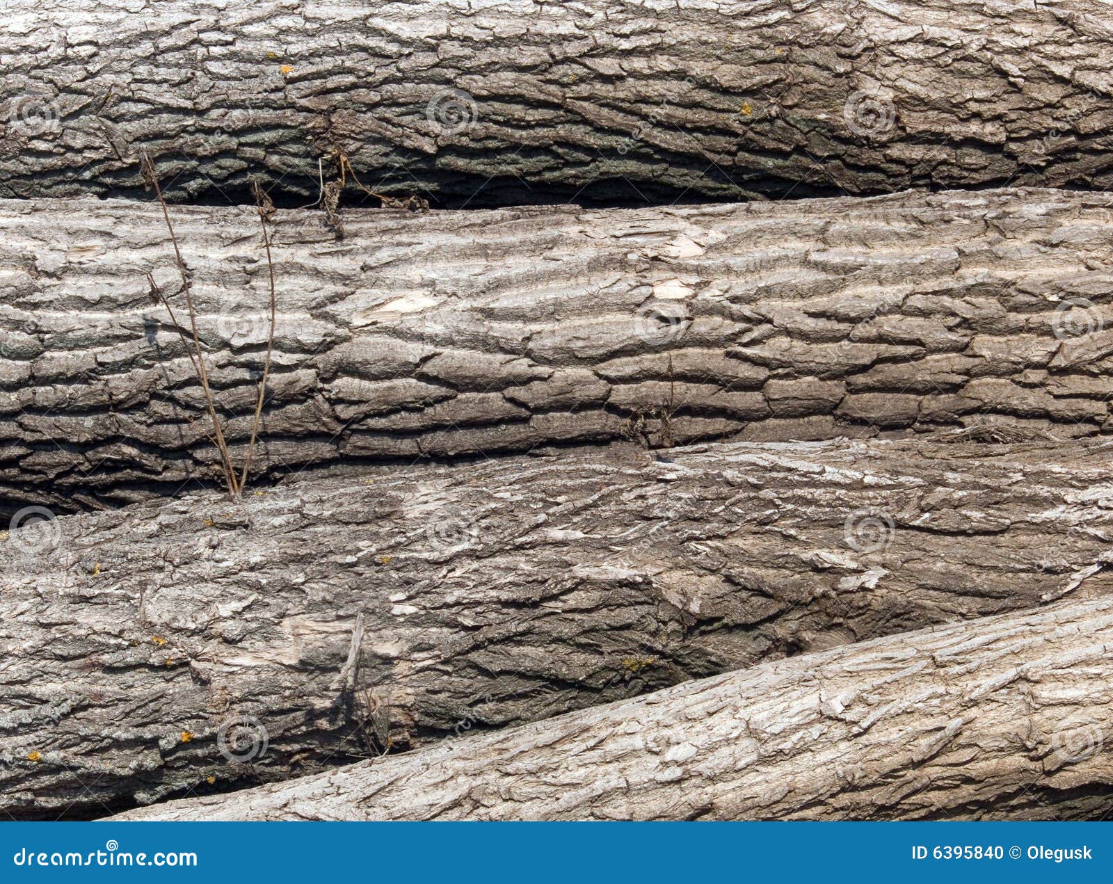 Logs raw stock photo. Image of breed, plant, wood, season - 6395840
