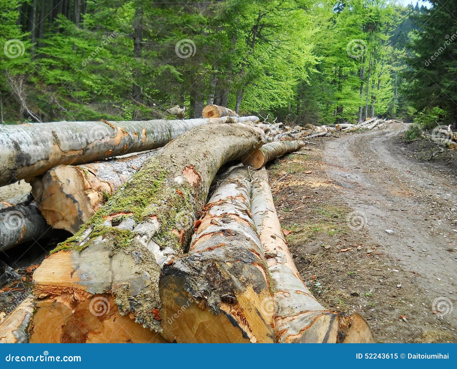 Logs on the road stock image. Image of lonely, tree, snow - 52243615